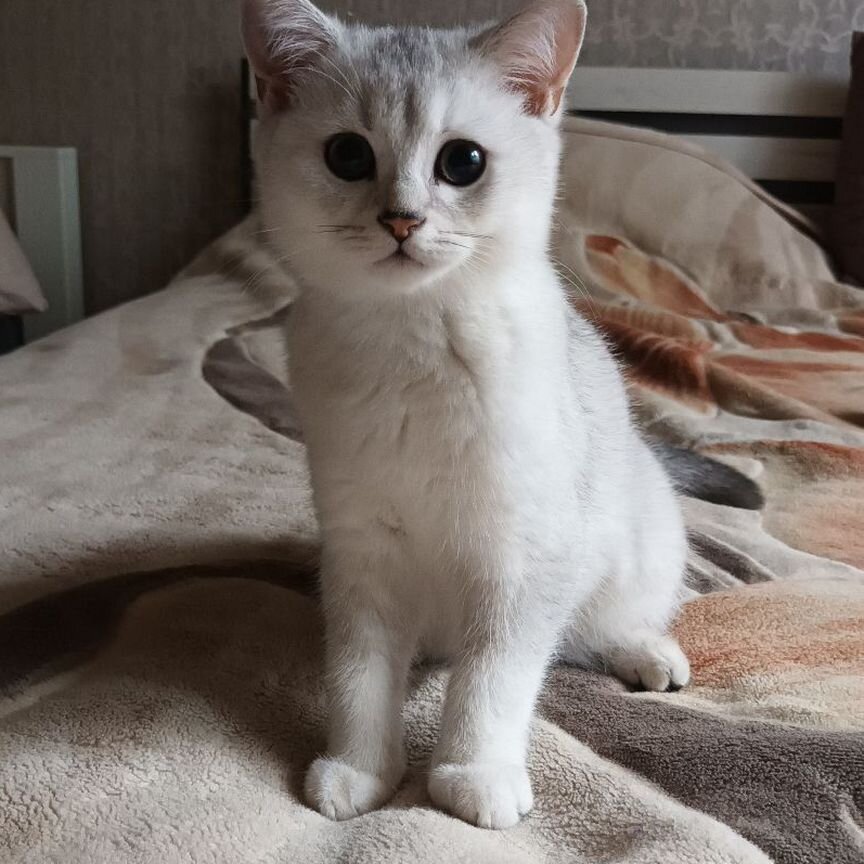 Шотланская шиншилла, Мальчик