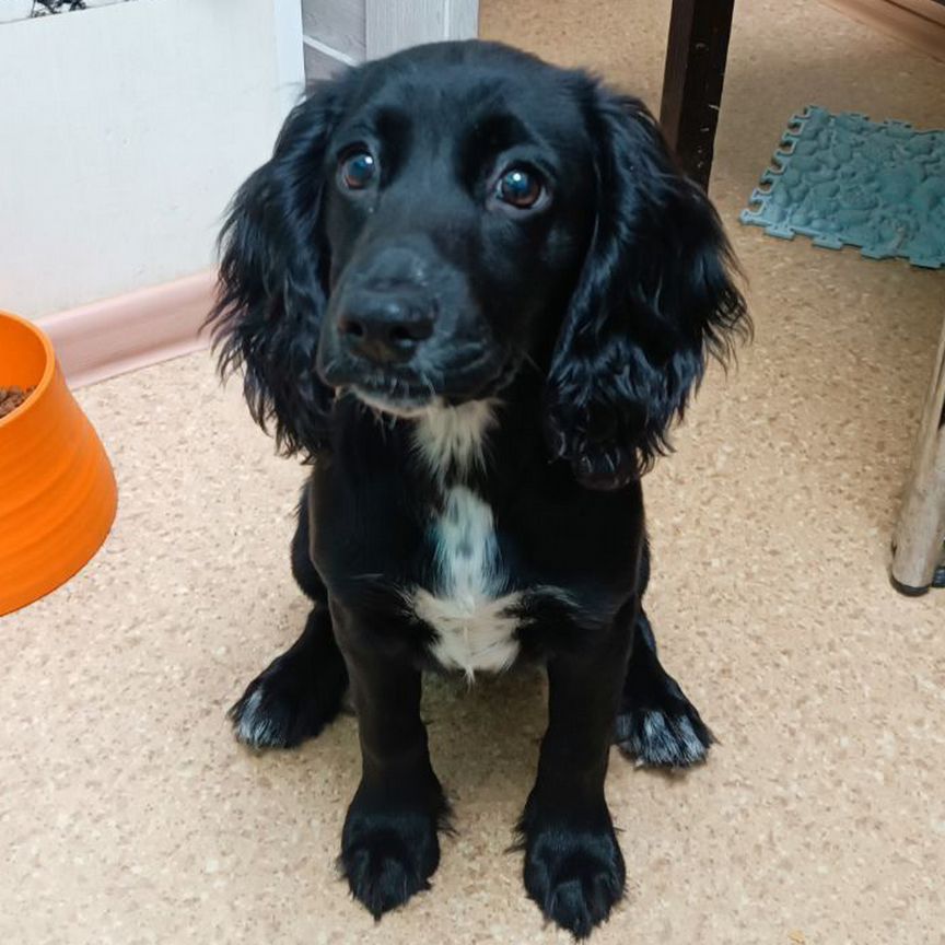 Русский охотничий спаниель, щенок