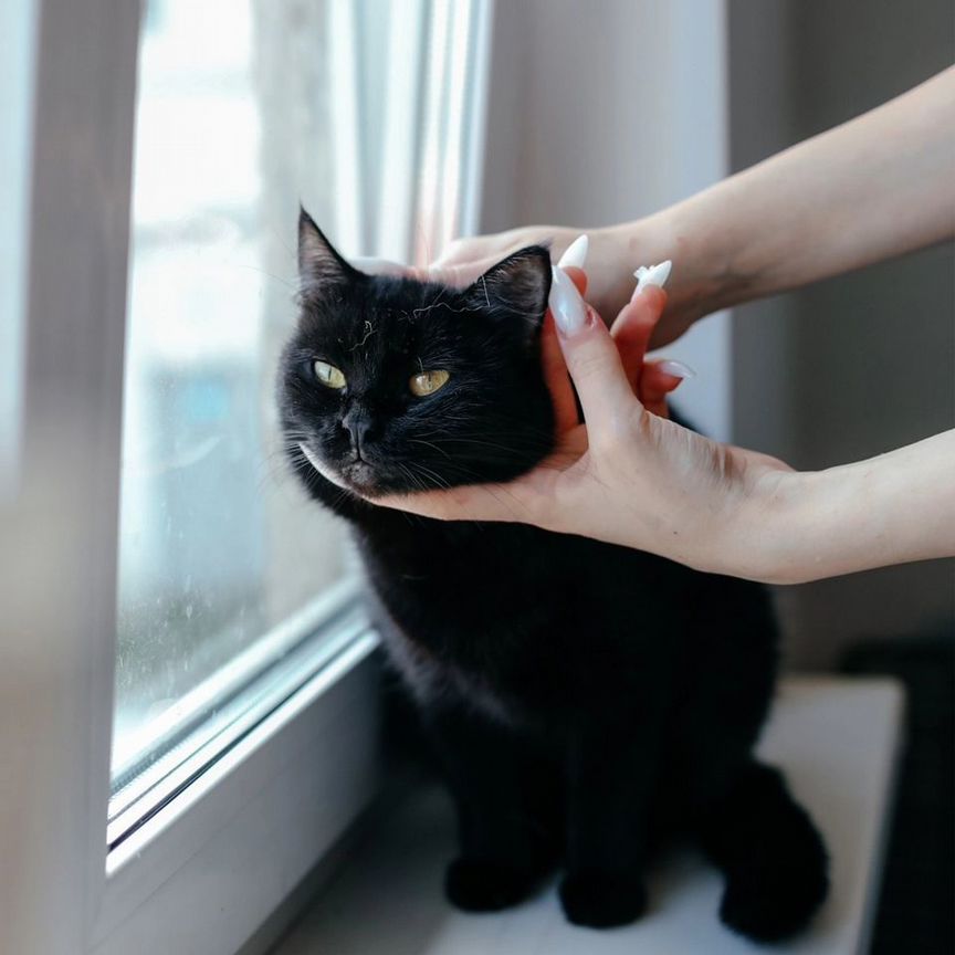 Кошка Черника ищет дом