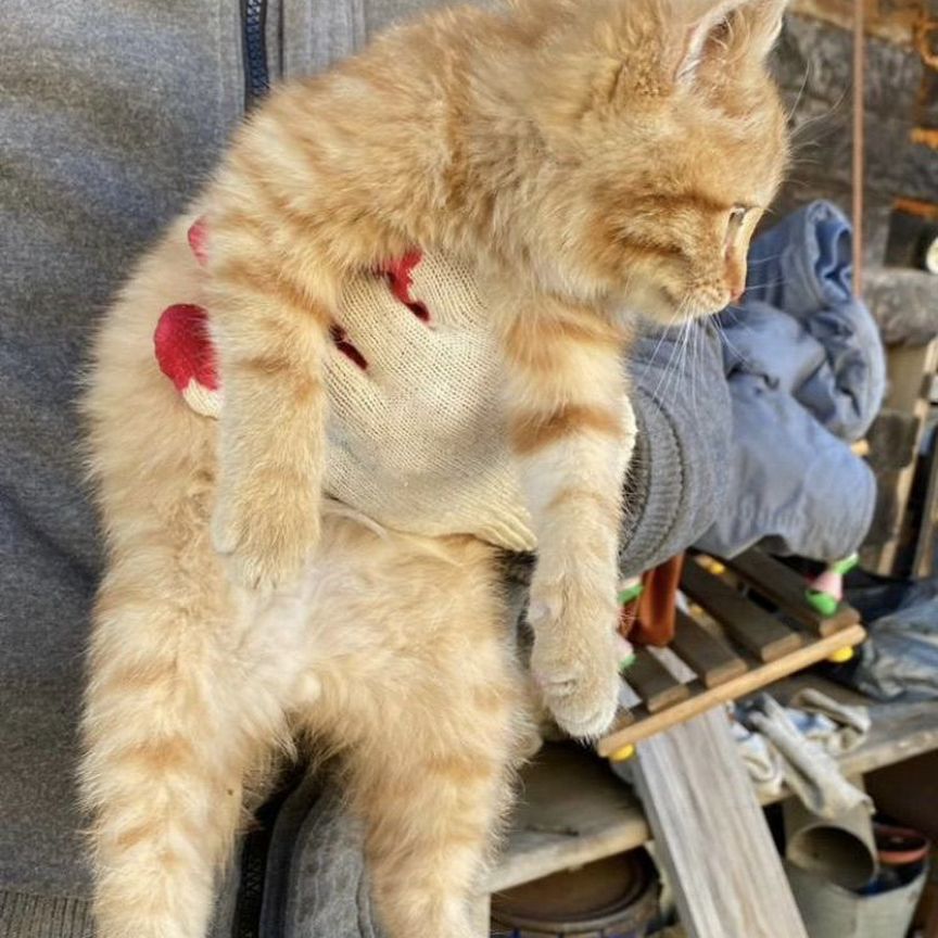 Котенок мальчик отдам