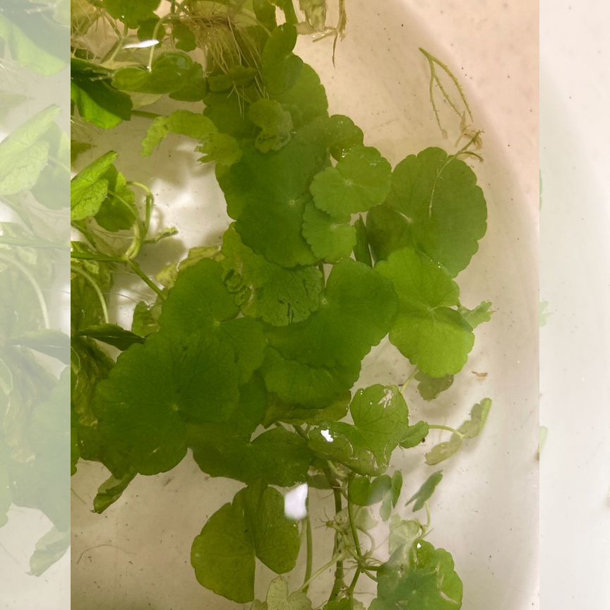 Растения для аквариума. Щитолистник