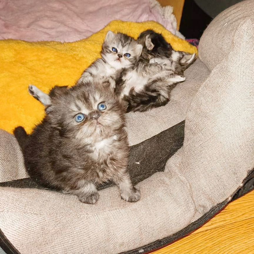 Шотландские котята