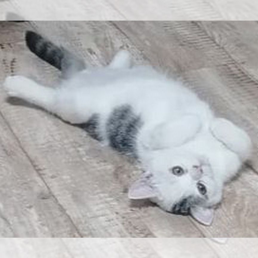 Шотландский прямоухий короткошёрстный, взрослый кот