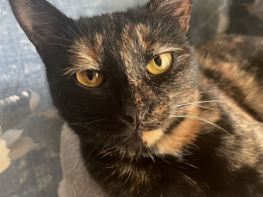 Кошечка Белла в добрые руки