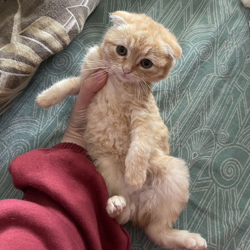 Шотландские вислоухие котята рыжие