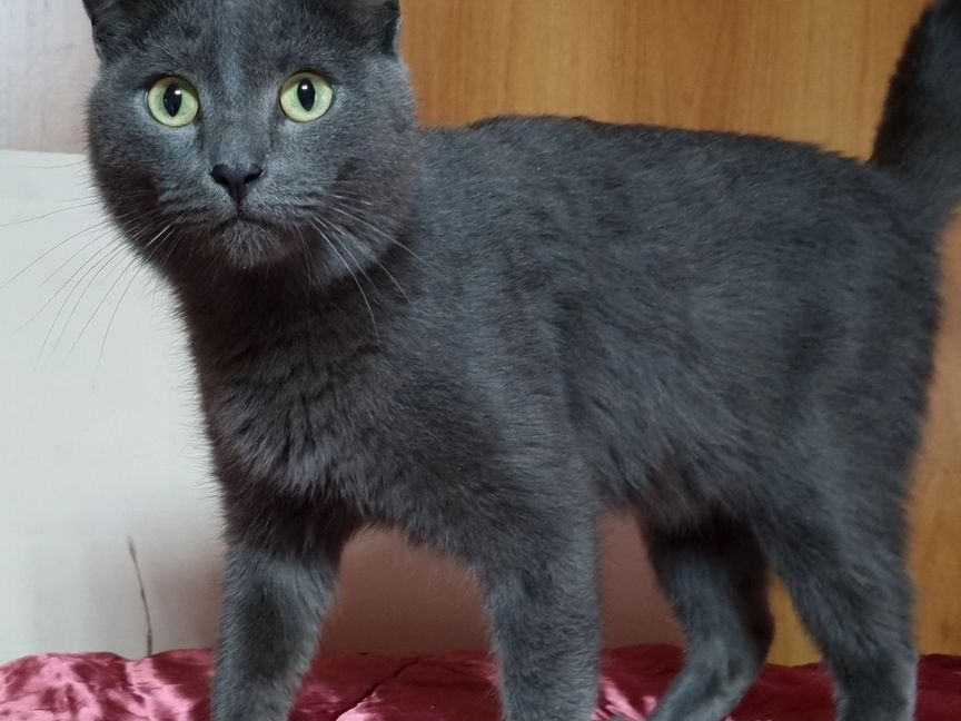Кот