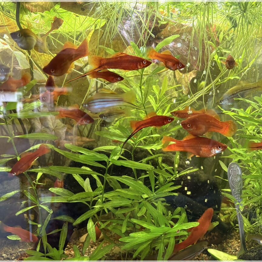 Меченосцы и аквариумные растения