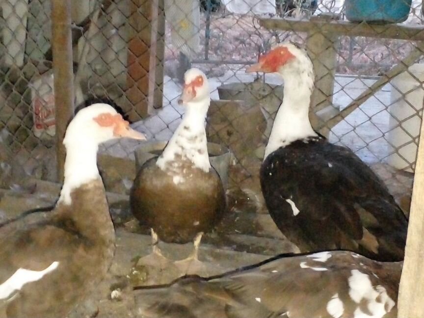 Мускусные утки