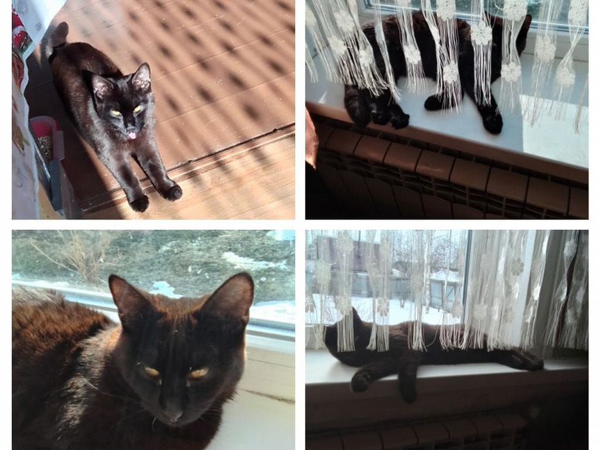 Кошка девочка