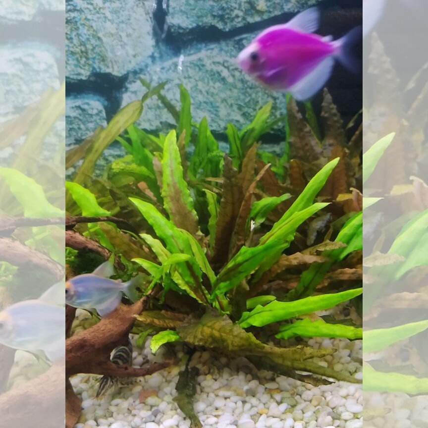 Растения для аквариума бесплатно бронь до субботы