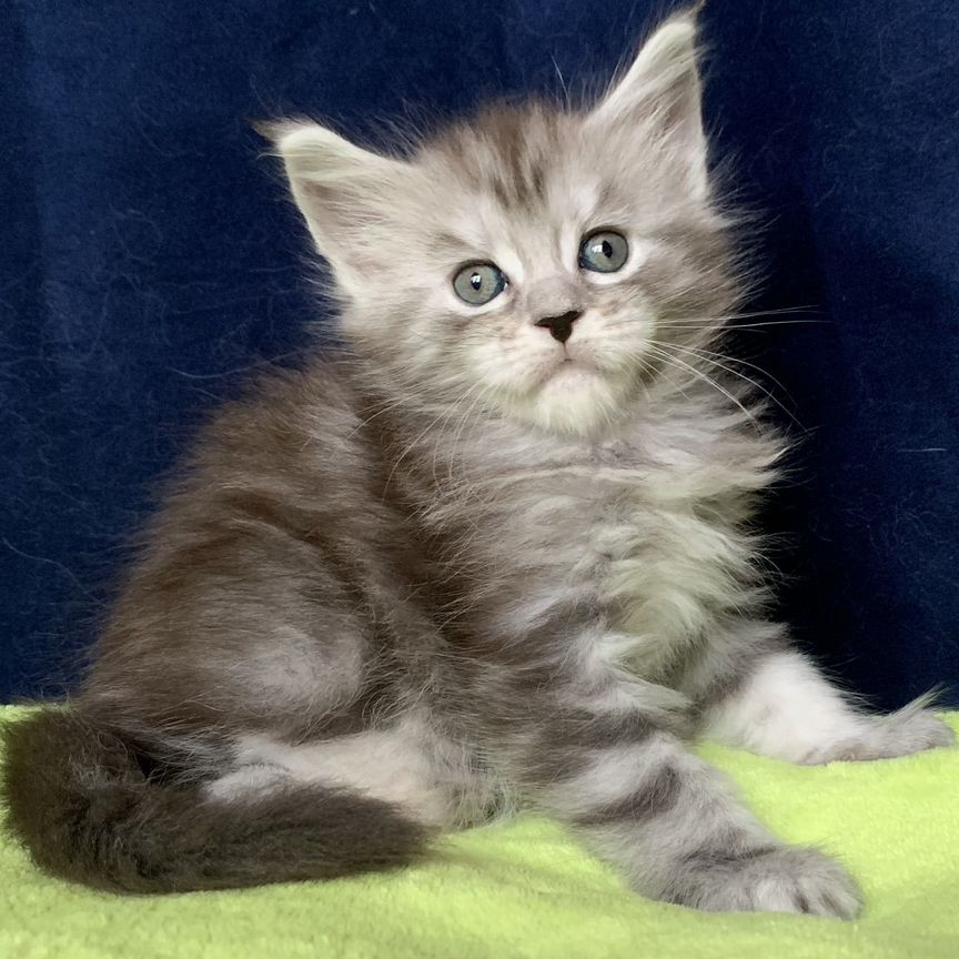 Мейн-кун котёнок