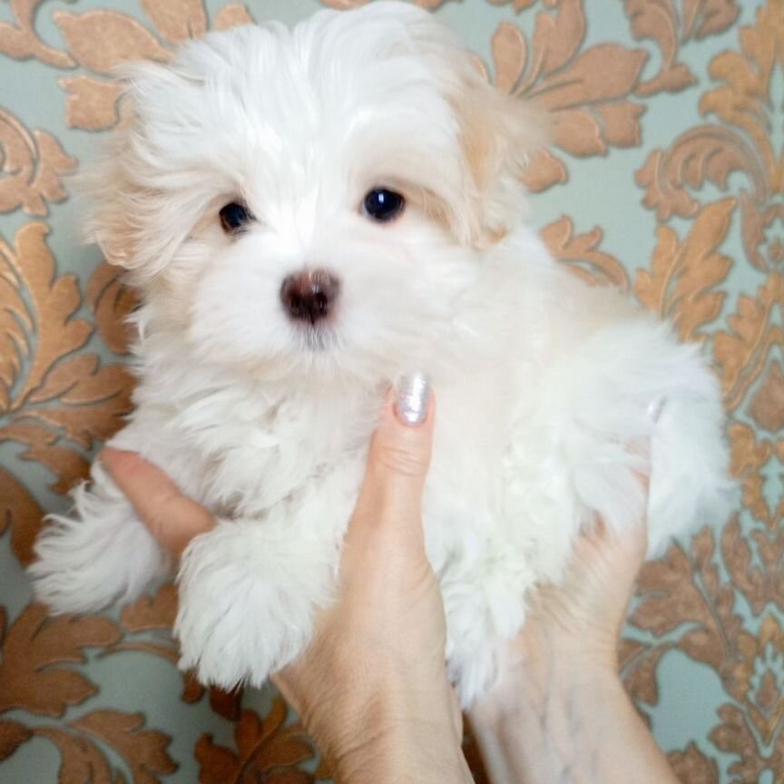 Мальтийская болонка мальчик