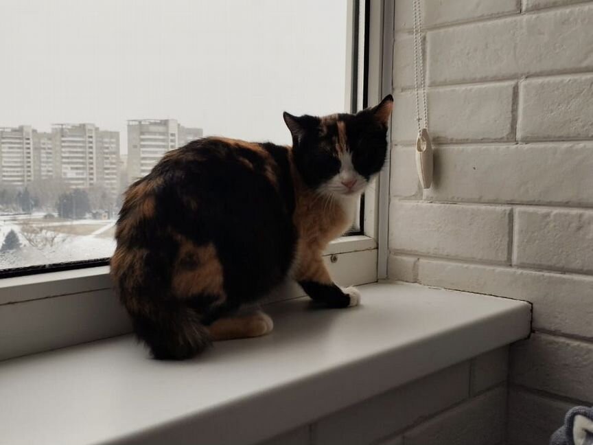 Котенок лапка мурчалка