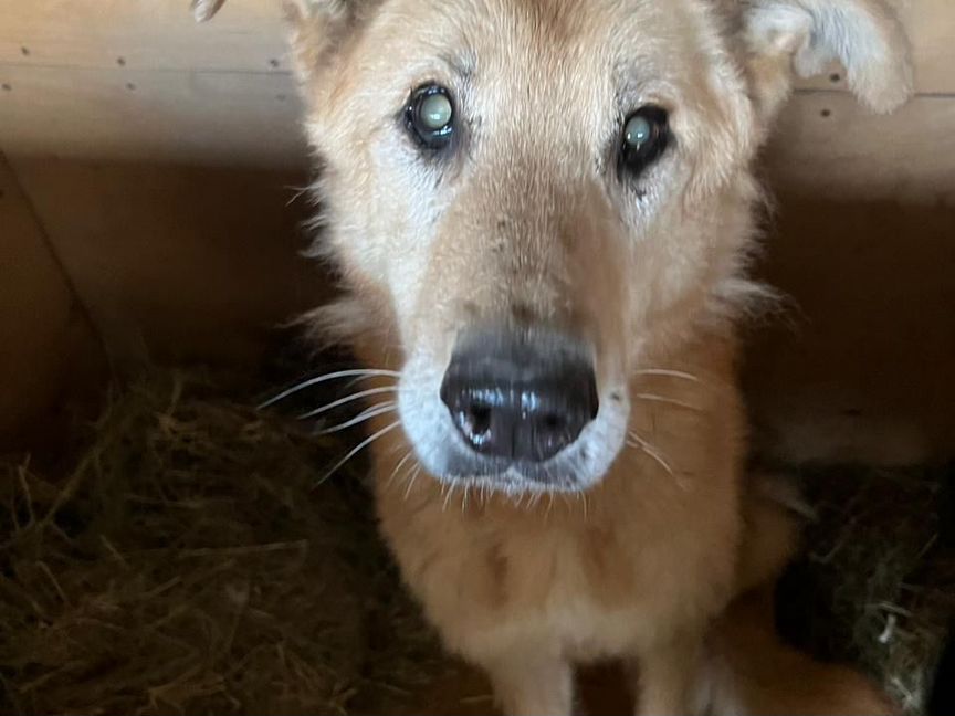 Старый пес из приюта