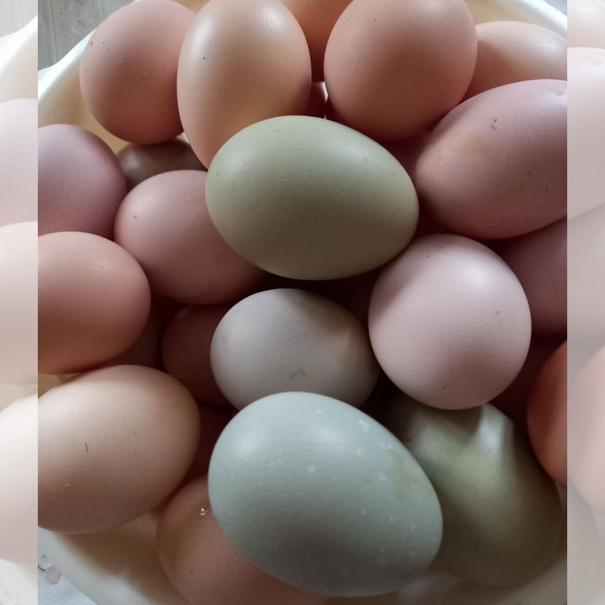 Инкубационное яйцо