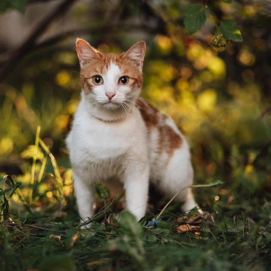 Юная кошечка живёт в клетке