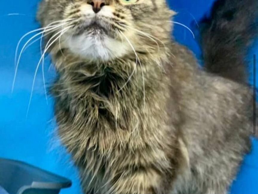 Янина само очарование ждёт Вас