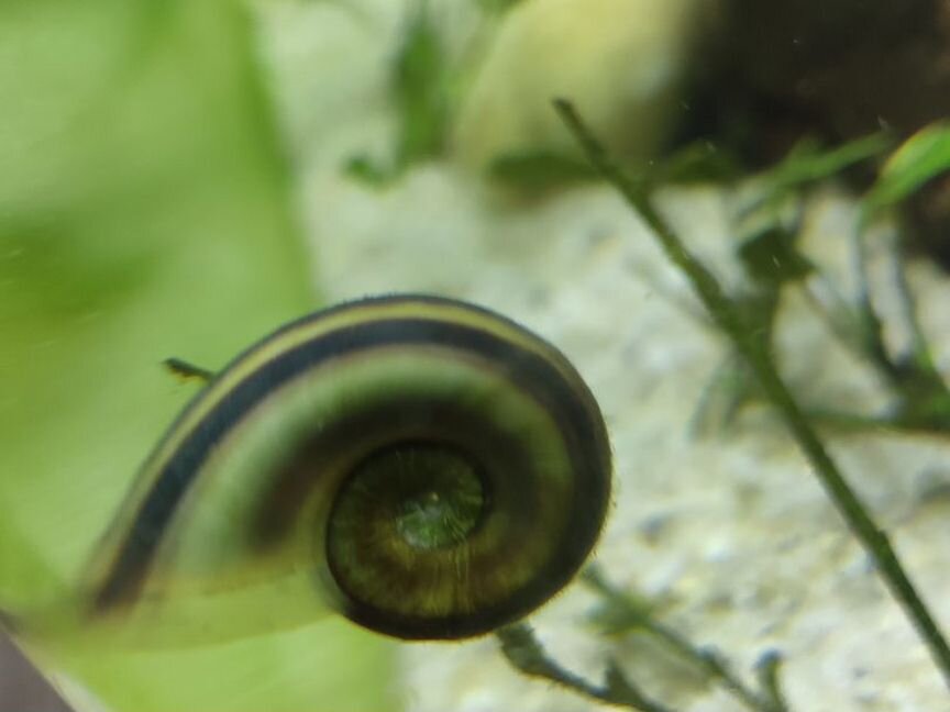 Улитка мариза