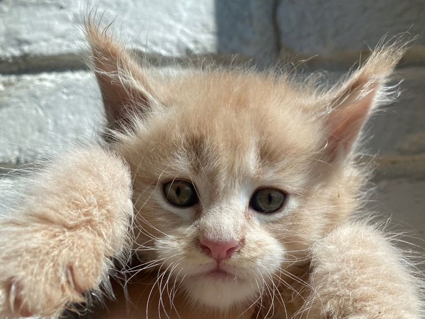 Мейн-кун крем