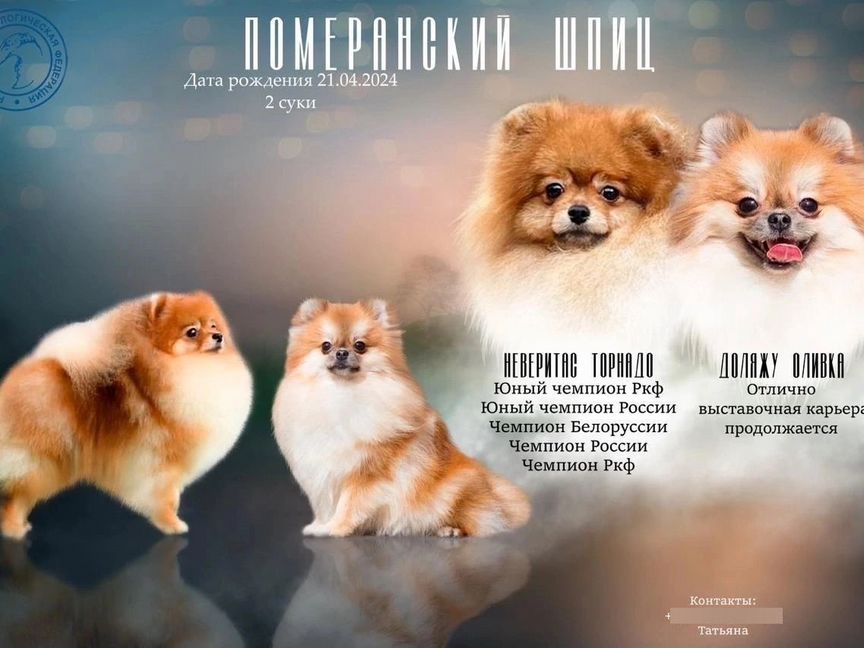 Померанский шпиц породистые щенки