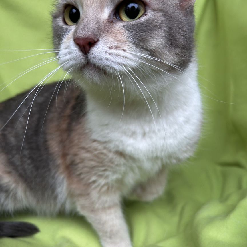 Кошки в добрые руки