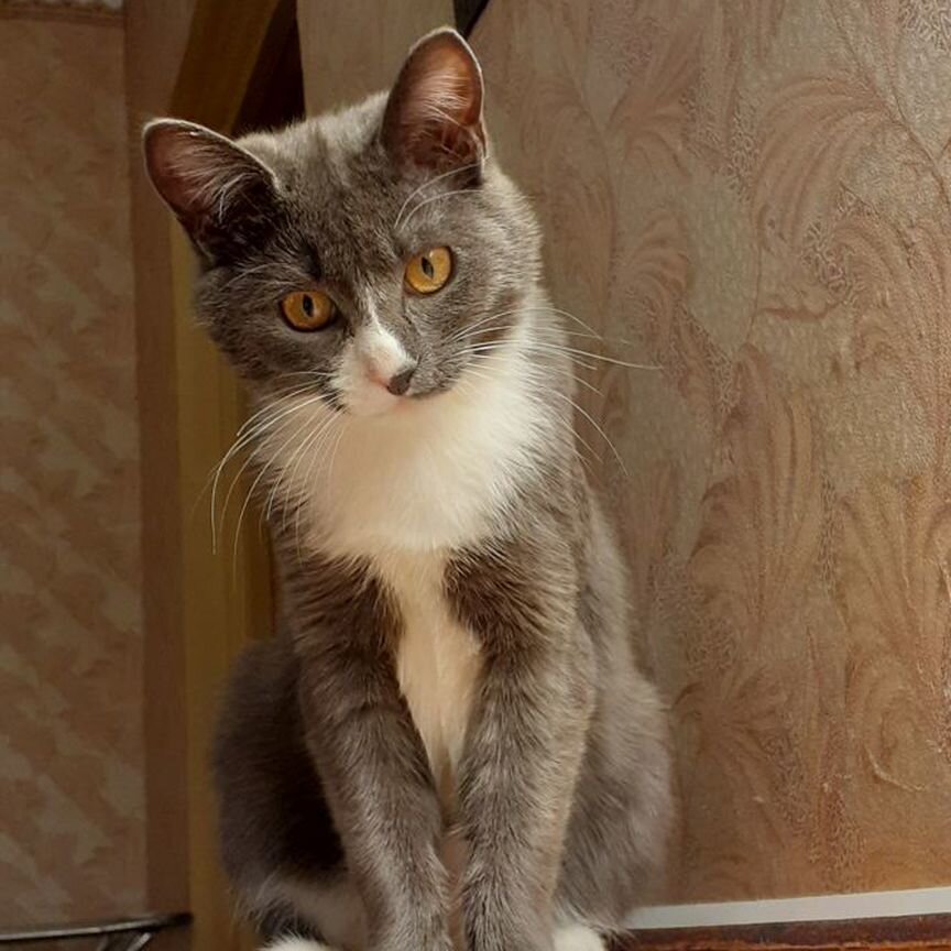 Верните Мурзика