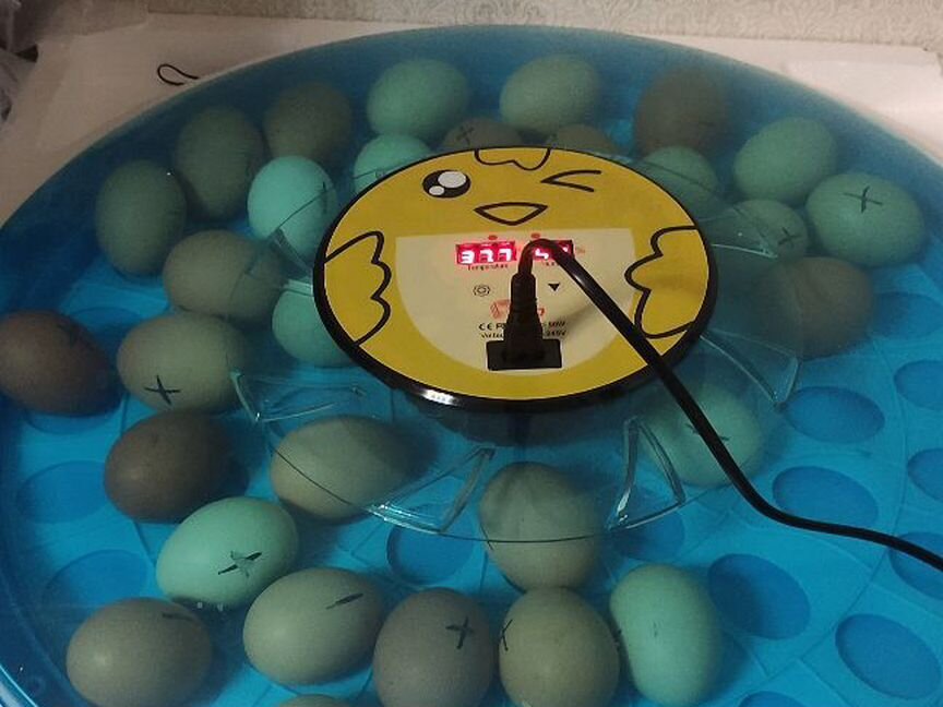 Инкубатор для яиц автоматический бу