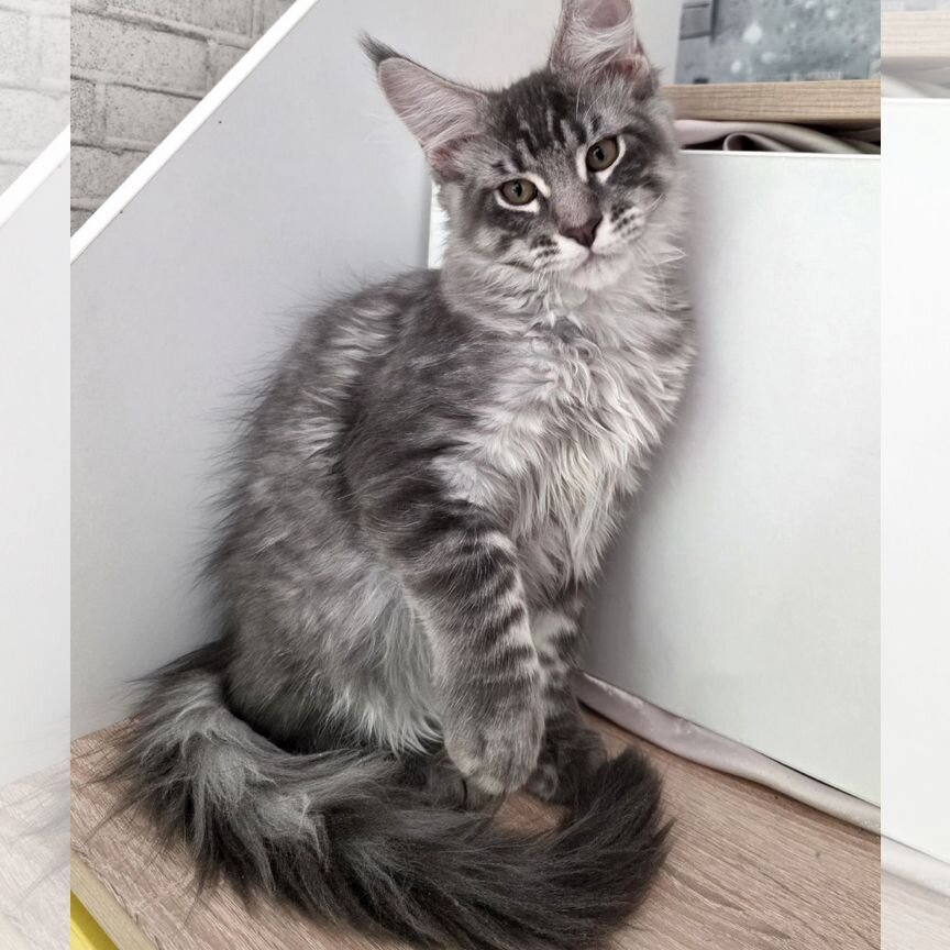 Мейн-кун котёнок