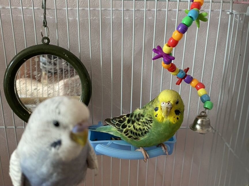 Волнистый попугай