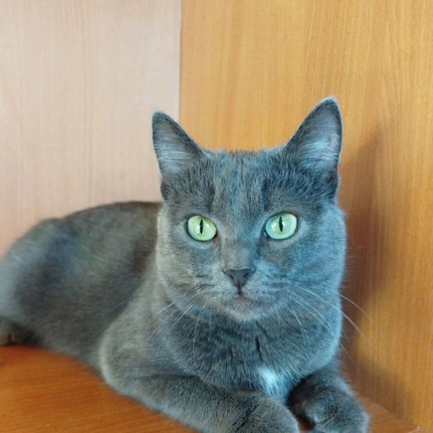 В добрые руки