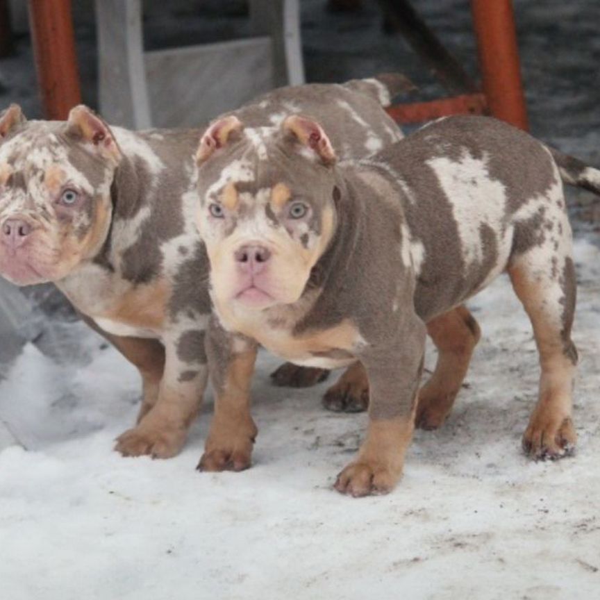 Американский булли, щенок