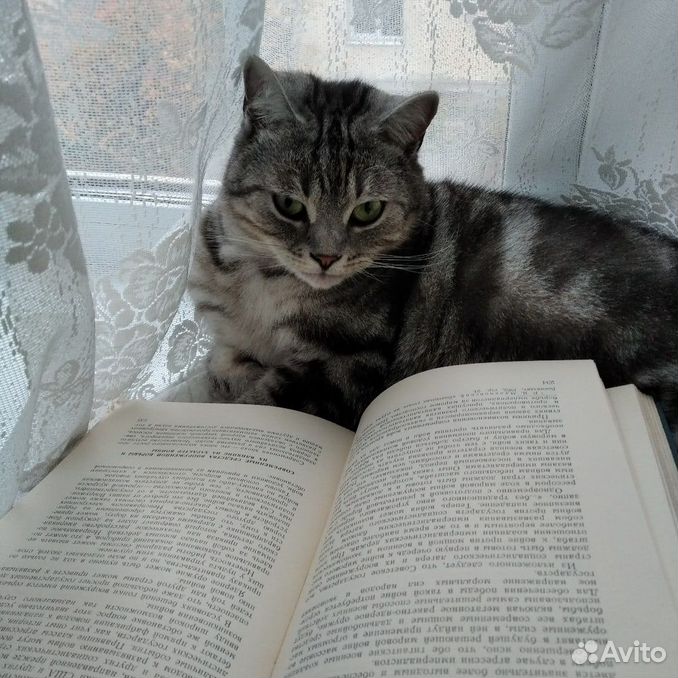 Кот "в поисках" нового жилья