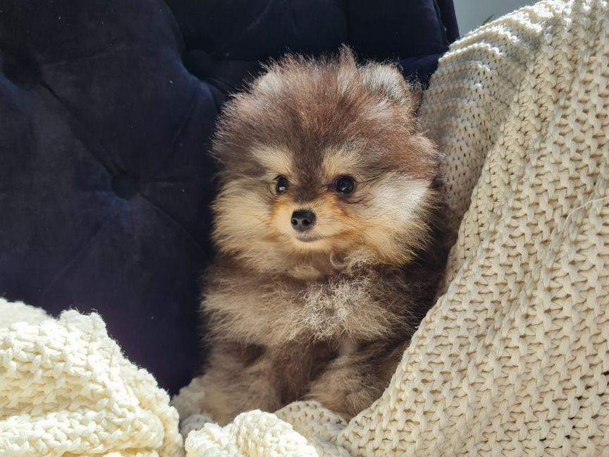 Померанский шпиц