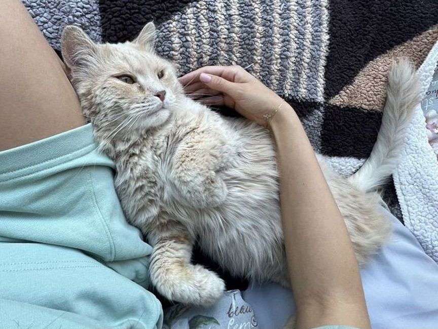 Кот крысолов Персик