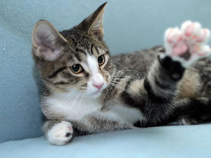 Котенок в добрые руки