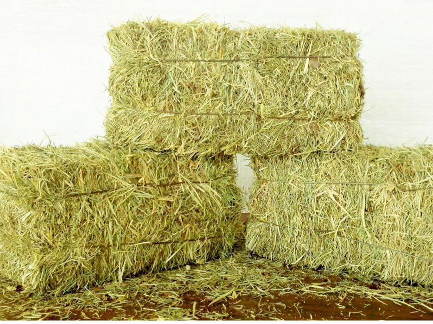 Сено в квадратных тюках