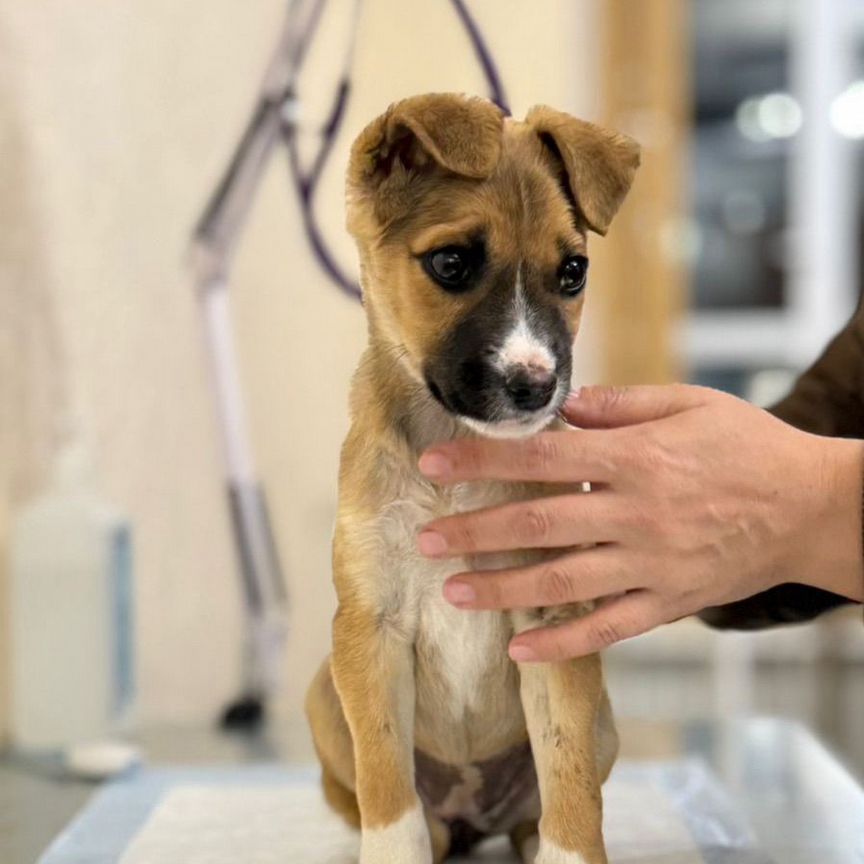 Красивый щенок в поиске дома