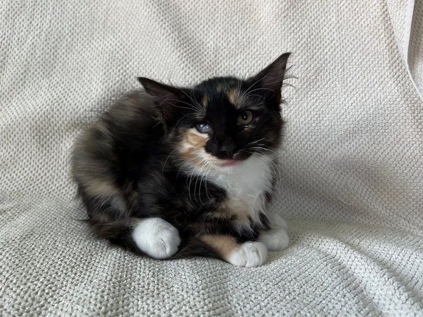 Котята девочки в добрый руки