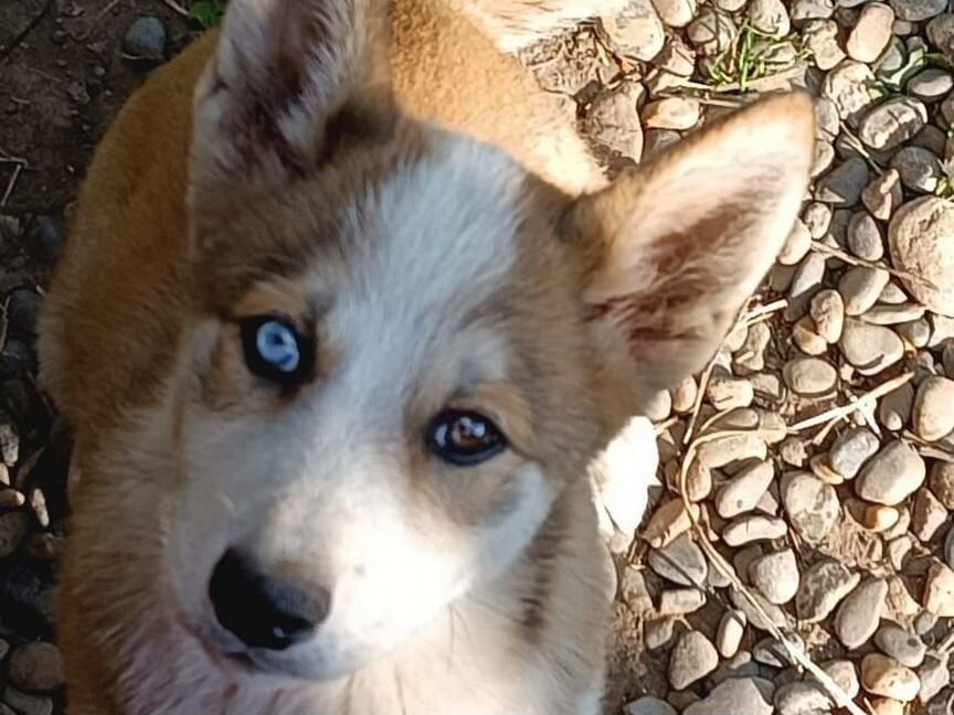 Собака в добрые руки отдам бесплатно