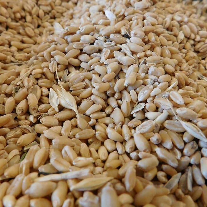 Зерно пшеница