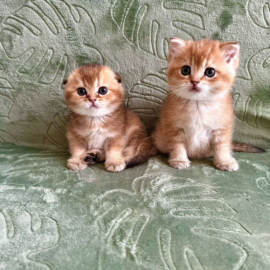 Котята золотая шиншилла