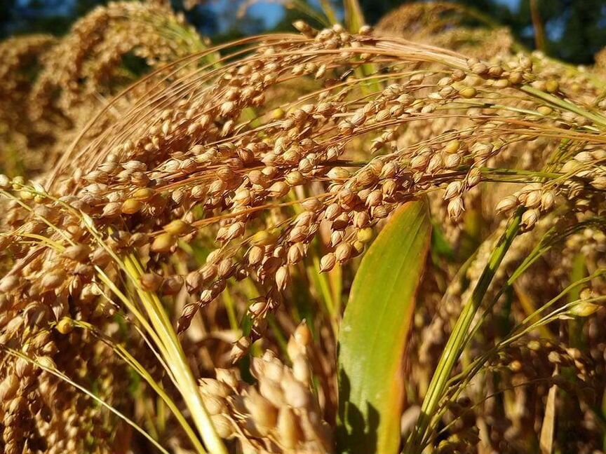 Просо желтое