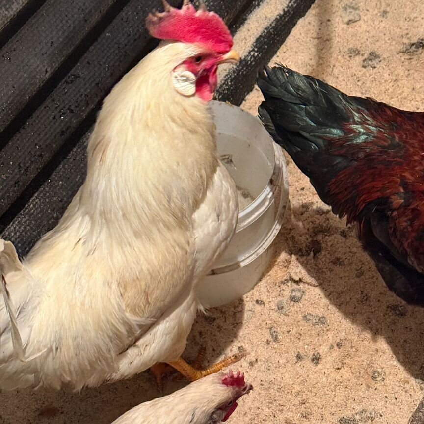 Домашние молодые петухи