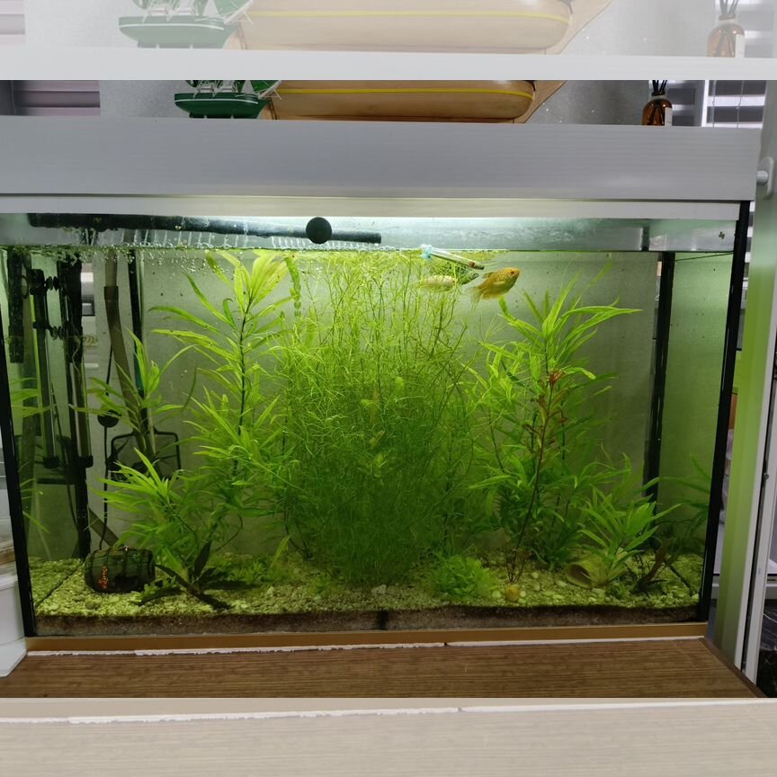 Аквариумные растения и оборудование