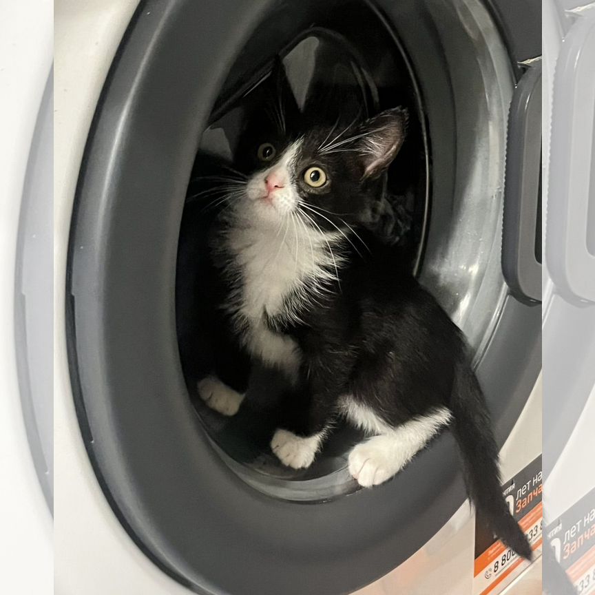 Котёнок в добрые руки