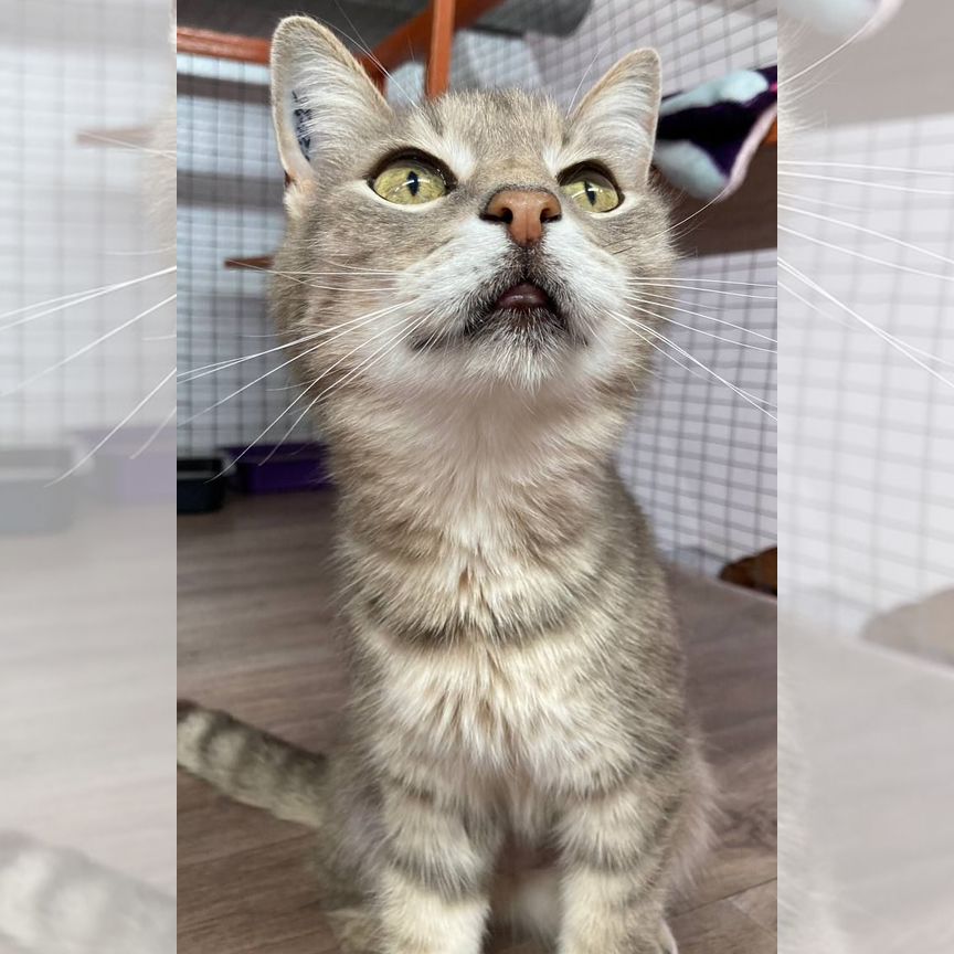 Взрослый кот в добрые руки