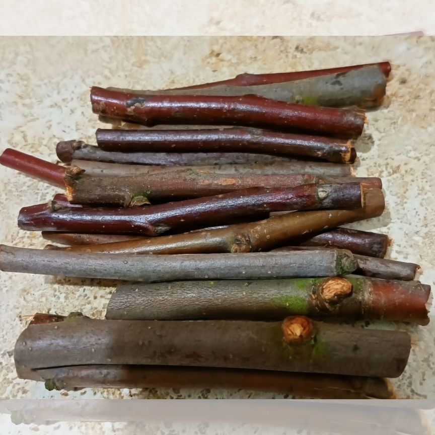 Палочки для грызунов