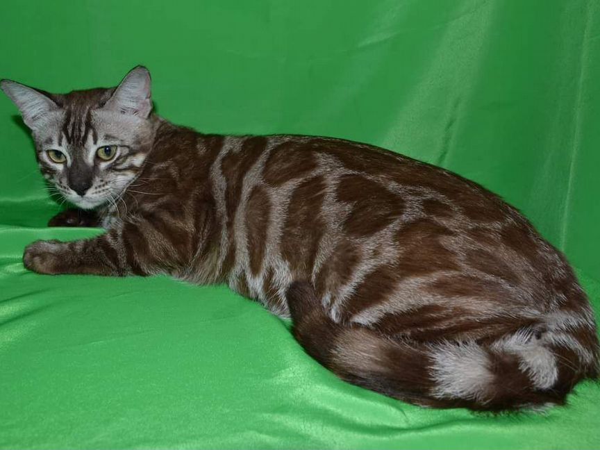 Шикарный бенгал