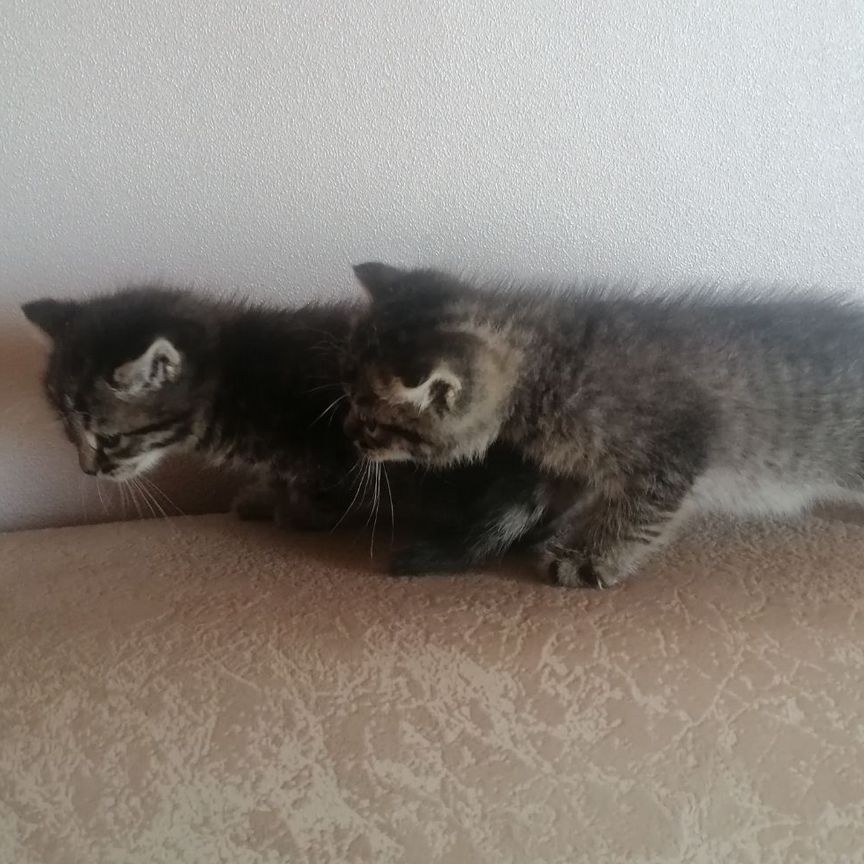 Котята в добрые руки бесплатно 2 малька