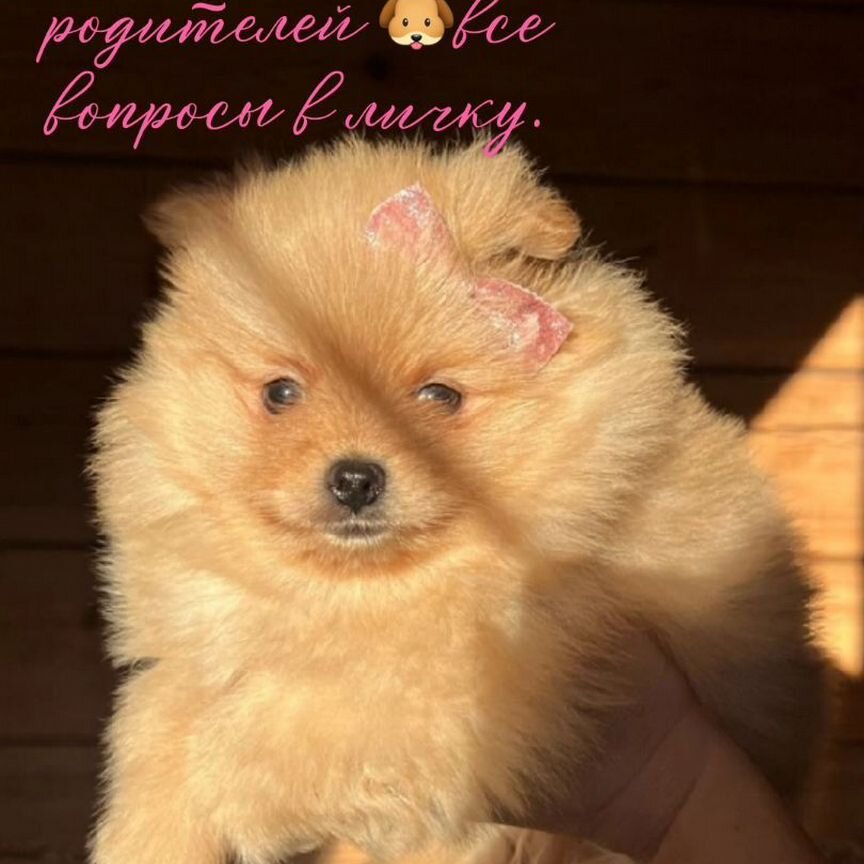 Померанский шпиц